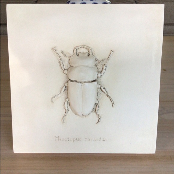 Art | Mesotopus Tarandus Beetle Picture Hanging Creepy Cool Entomology ...